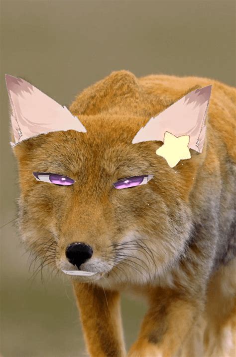 Annytftibet Fox Anny Rannyfox