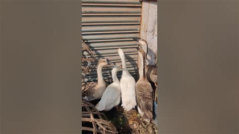 হাঁস কবুতর রাজহাঁস Viralshots Viralvideo মুরগির হাট চিনা হাস Youtube