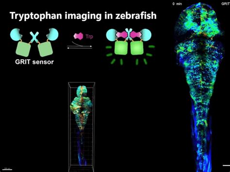 Chimeric Nano Sensor Cns
