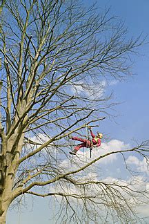 Worker Secured With Ropes Pruning A Tree Stock Photo