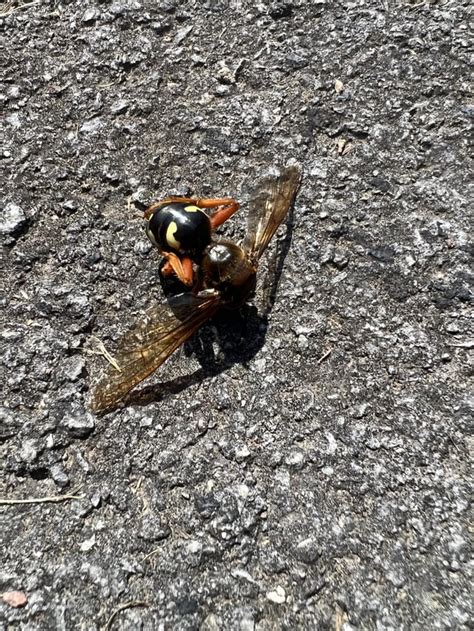 What Is This Spawn Of Satan I Found Rwhatisthisbug