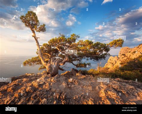 Tree Growing Out Rock Hi Res Stock Photography And Images Alamy