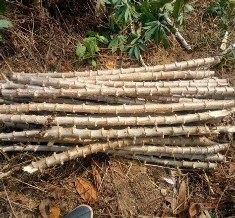 Cassava Stems Brenttea Resources Limited