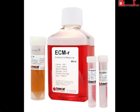 Endothelial Cell Medium Rat Ecm R