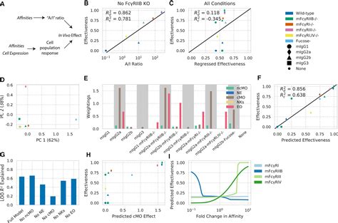 Dissecting Fcγr Regulation Through A Multivalent Binding Model Cell Systems