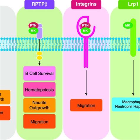 Expression And Reported Functions Of Mk Ptn Receptors On Immune Cells Download Table