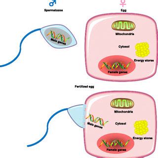 Sex Dimorphism In Energy Metabolism At The Level Of The Gametes The Download Scientific
