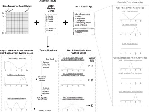 tempo model overview as input users supply a cell transcript count