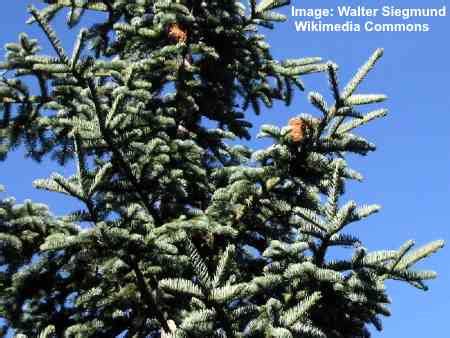 Types Of Fir Trees With Identification Guide And Pictures