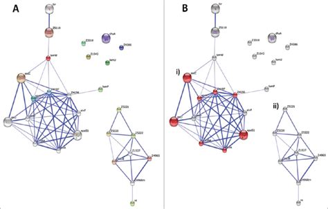 Protein Protein Interaction Network Of 17 Hp Proteins A Using String