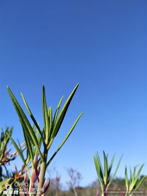 映山红摄影图 树木树叶 生物世界 摄影图库 昵图网