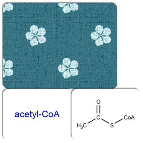 Citrate Cycle Structures 1 Match The Memory