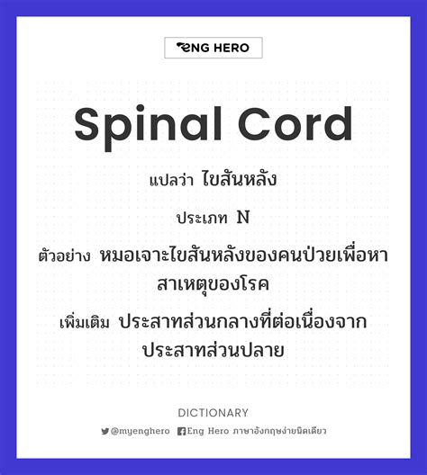Spinal Cord แปลว่า ไขสันหลัง Eng Hero เรียนภาษาอังกฤษ ออนไลน์ ฟรี