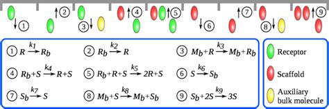 Schematic Of The Stochastic Lattice Model Of The Reaction Dynamics Of Download Scientific