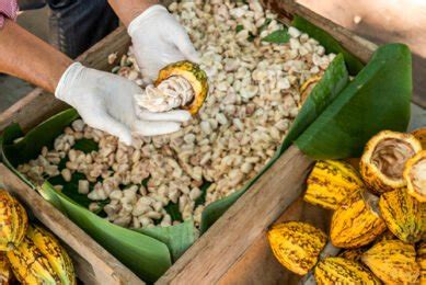 Cocoa Tree Tips To Grow Care Use And Benefits