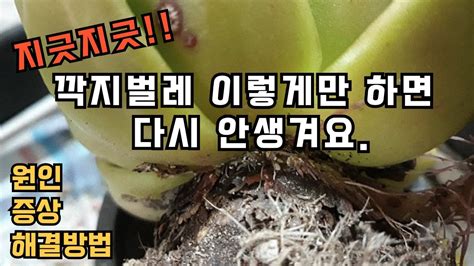 깍지벌레 이렇게 하면 다시 안생겨요 Youtube