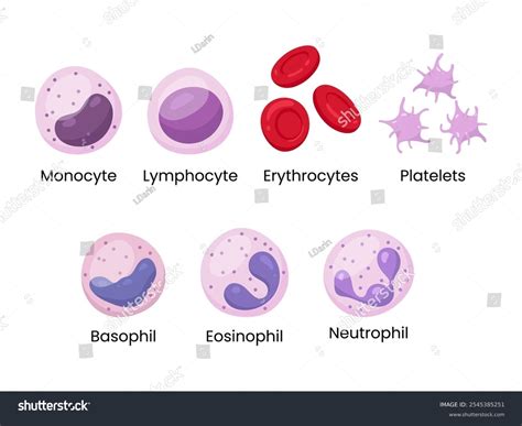 Vector Set Monocyte Lymphocyte Eosinophil Neutrophil Stock Vector