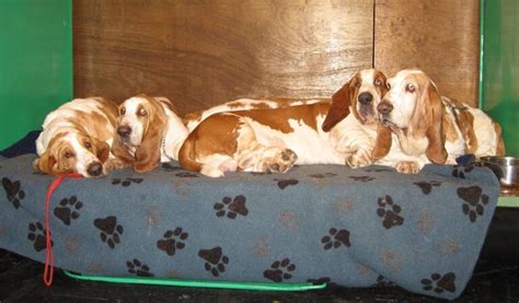 The Temperament Of A Basset Hound Basset Hound Enthusiast