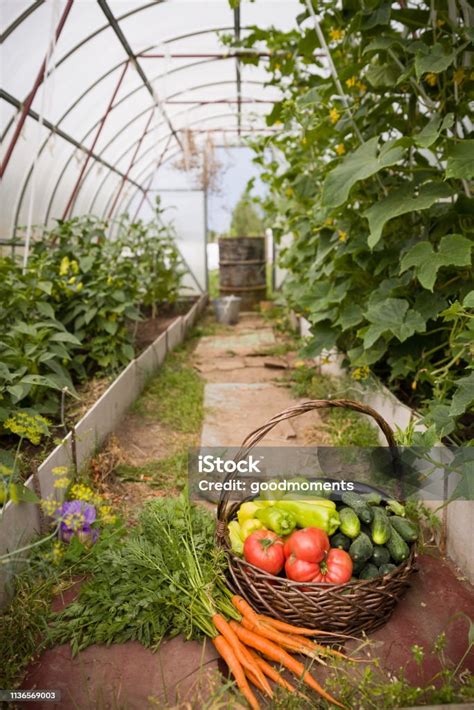 오이 파프리카 토마토 신선한 당근 등 유기농 정원 채소로 가득 찬 바구니 자신의 정원에서 비타민 야채건강에 좋은 음식과 간식 건강 한 식습관 개념 건강한 생활방식에 대한