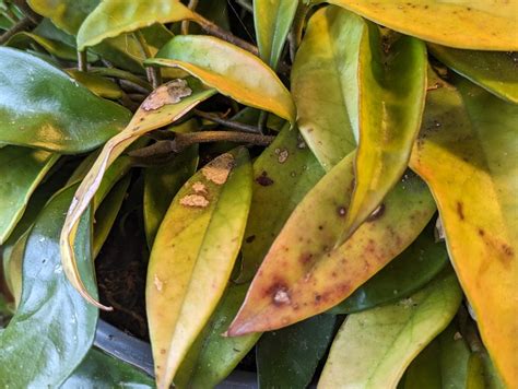 Save A Dying Hoya Plant In 6 Simple Steps