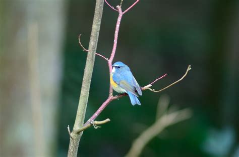 ルリビタキ日本の鳥百科サントリーの愛鳥活動