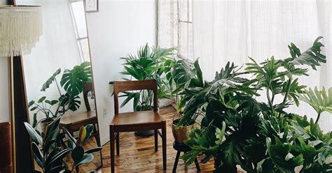 How To Take Care Of Indoor Plants Popsugar Home Uk