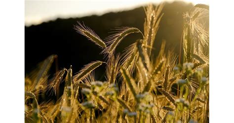 Рязко спада износът на зърно от Украйна