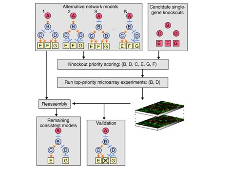 Schematic Of The Experimental Design Approach The Input To The Download Scientific Diagram