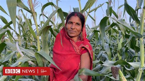 ယောက်ျားတွေ တနယ်တကျေးသွား အလုပ်လုပ်ရတော့ အိန္ဒိယ အမျိုးသမီးတွေ အိမ်ထောင်ဦးစီး ဖြစ်လာ Bbc News