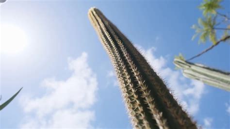 The Race To Save The Key Largo Tree Cactus From Extinction Youtube