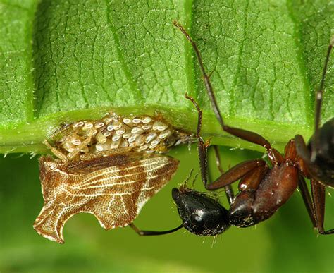 Entylia Carinata Treehopper Bug Life Cycles