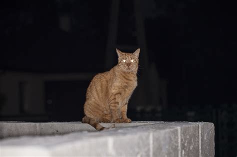 Why Does Your Cat Yowl At Night And How Do You Get Them To Stop