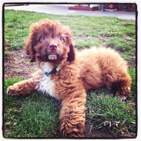 Jasper The Cockapoo In A Lush Green Field