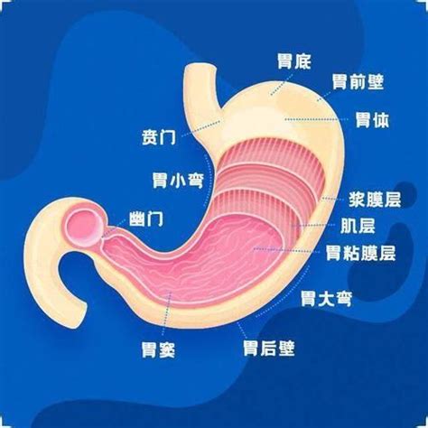 胃在哪个位置图 4 配图网