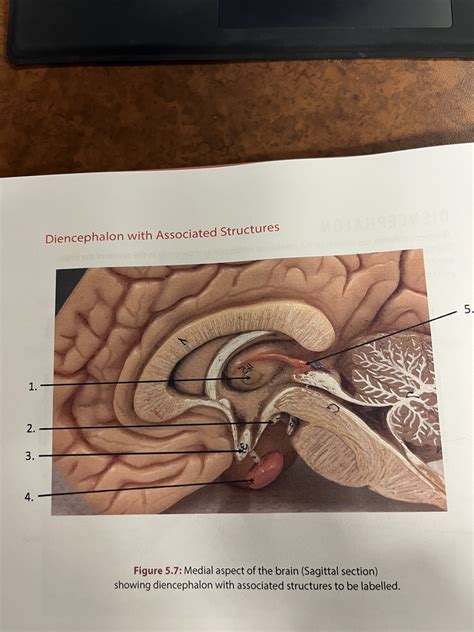 Diencephalon With Associated Structures Diagram Quizlet