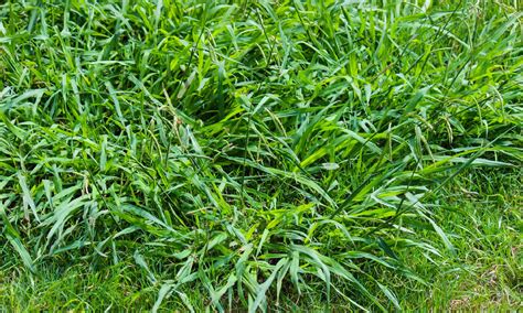 Types Of Grass In West Texas At Elizabeth Burrows Blog