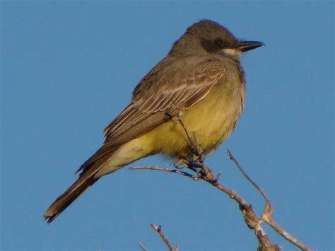 Patagonia Az Birding At Paul Nichols Blog
