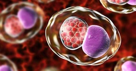 La Fda Aprueba La Primera Prueba Casera Para Clamidia Y Gonorrea Infobae