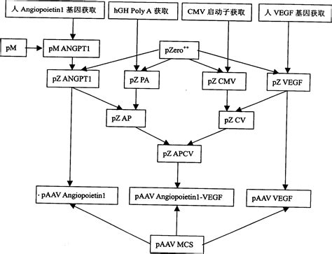Bone Marrow Mononuclear Cell Infected By Recombinant Co Gene Adeno Associated Virus And Use