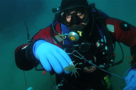 Українські вчені відкрили новий вид пявок предки яких мігрували з Антарктики в Арктику і назад