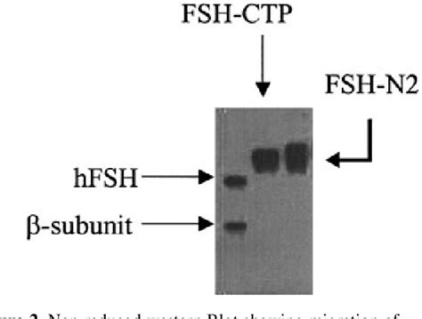 Figure 1 From Development And Characterization Of A Long Acting Recombinant Hfsh Agonist