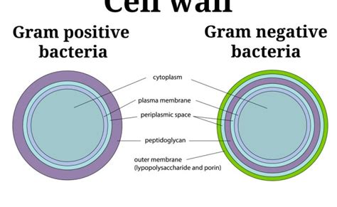 Differences Between Gram Positive And Gram Negative Bacteria Gram