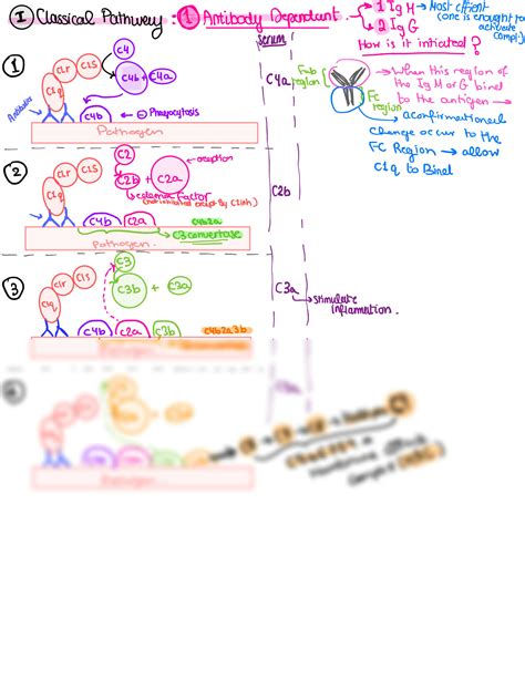 Solution Complement System Pathways Summary Studypool
