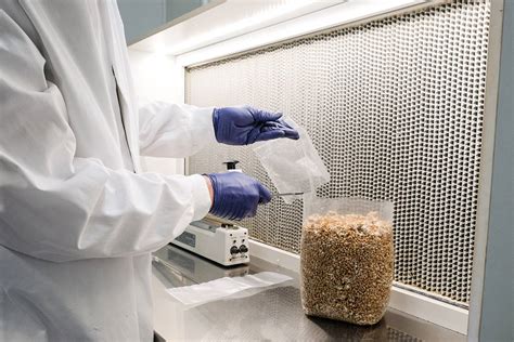 Mushroom Spawn Mushroom Spores Australia Babe Acre