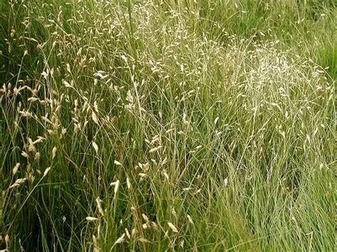 Converting Your Bermuda Lawn To Buffalo Grass Oklahoma Guide Midwest