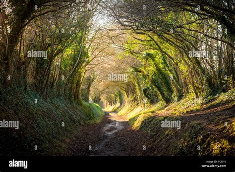 An Ancient Tunnel Of Trees Or Holloway On Stane Street Roman Road Near Halnaker West Sussex