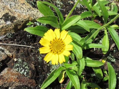キク科の高山植物