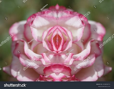 Sex Pussy Vulva Clitoris Vagina Orgasm Stock Photo Shutterstock