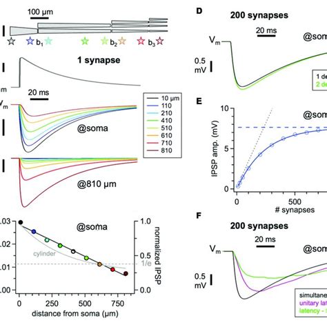 Simulation Of Granule Cell Mediated Recurrent Inhibition A Model Download Scientific