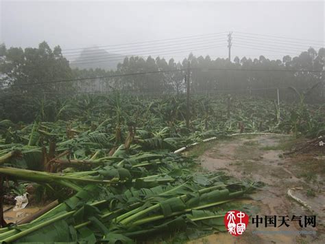 台风致武鸣农作物受灾 广西高清图片 中国天气网